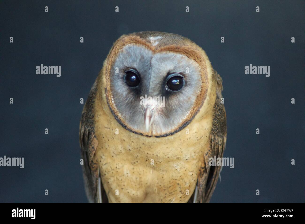 Little owl face hi-res stock photography and images - Alamy