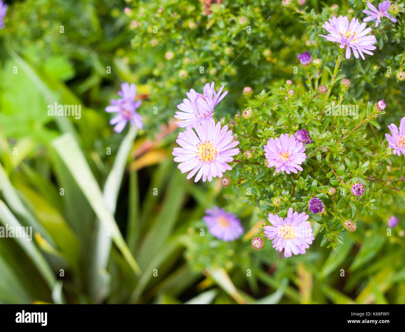 Italian asters hi-res stock photography and images - Alamy