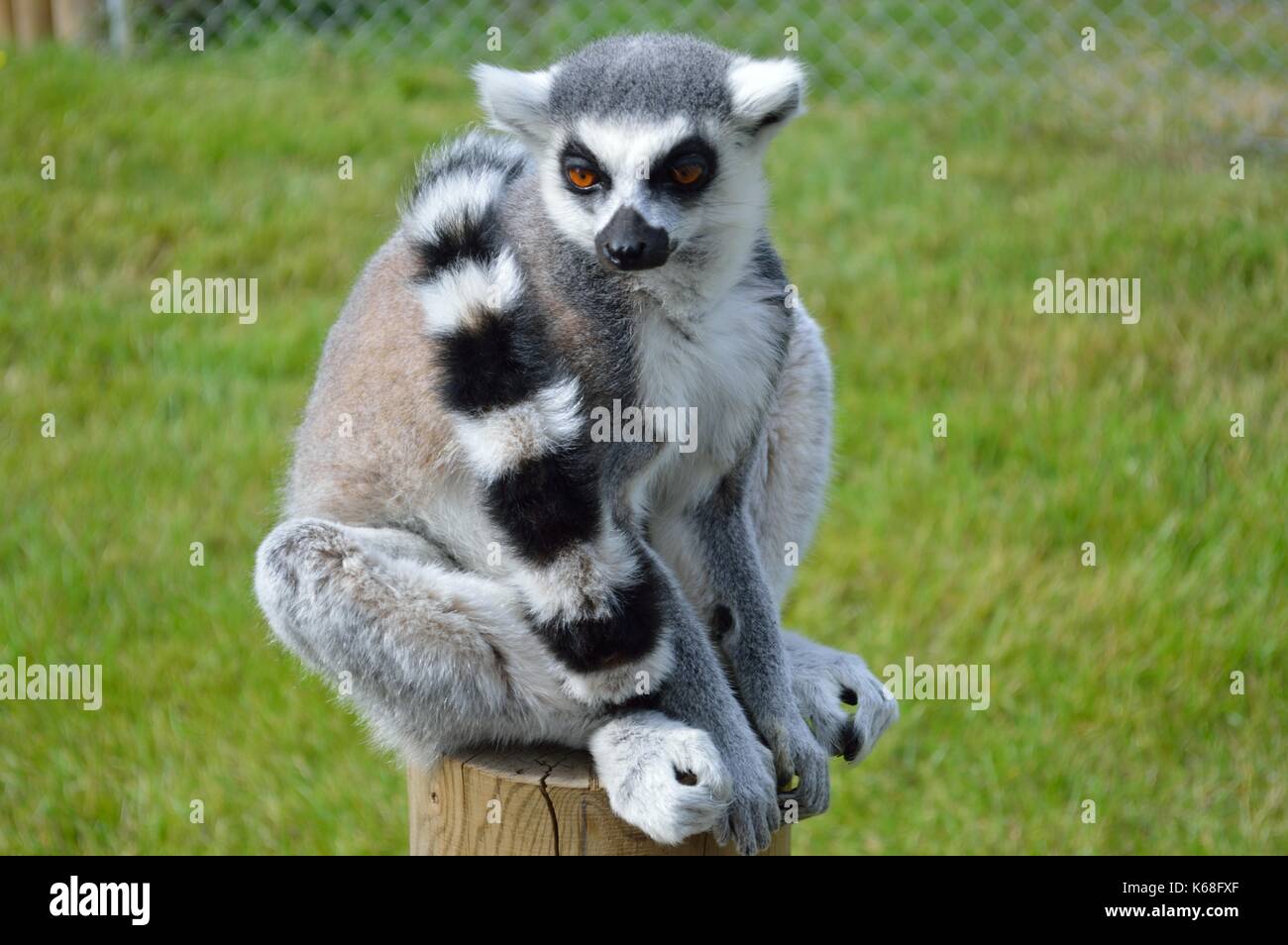 Lemur staring blankly into the distance, sitting on a fence post Stock ...