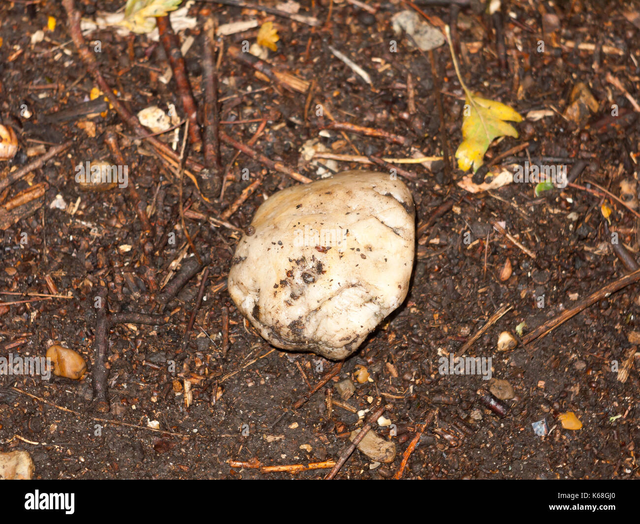 big stone on the ground with twigs and dirt; England; UK Stock Photo ...