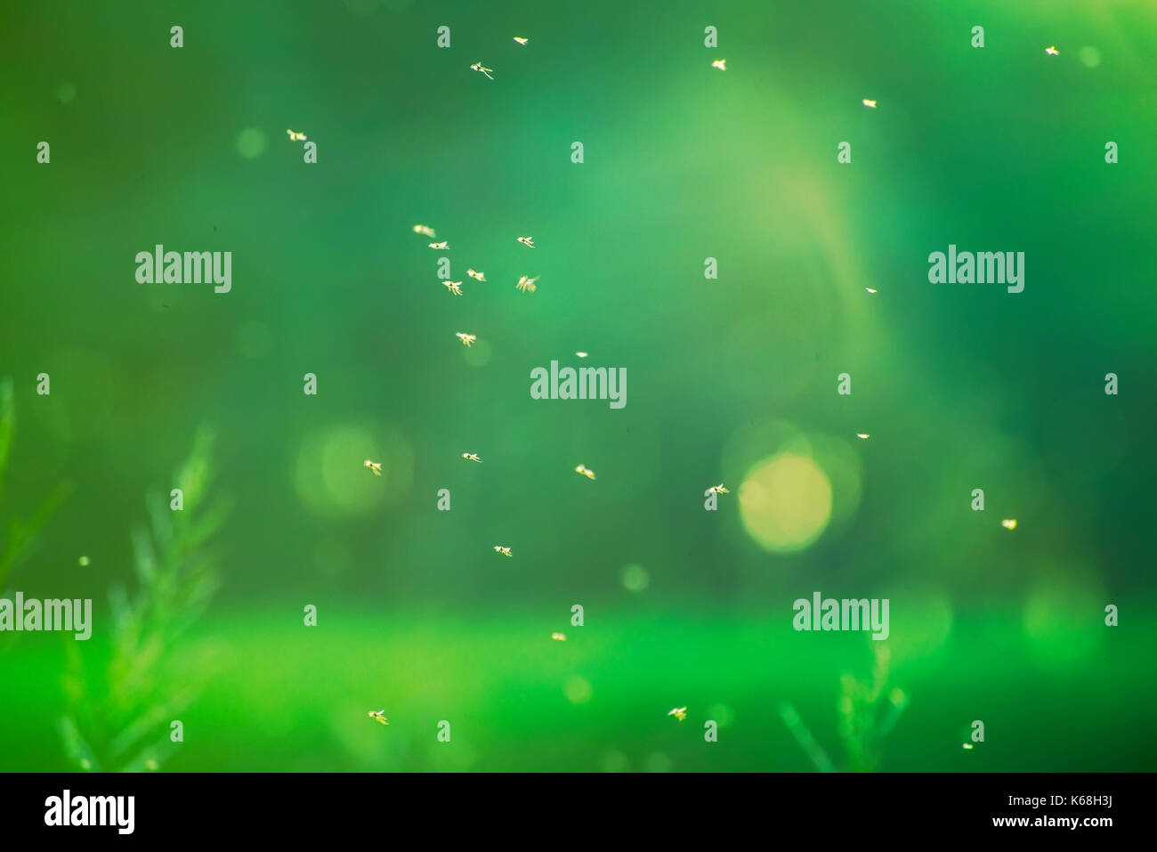 Insects fly in the air at shallow depth of field Stock Photo - Alamy