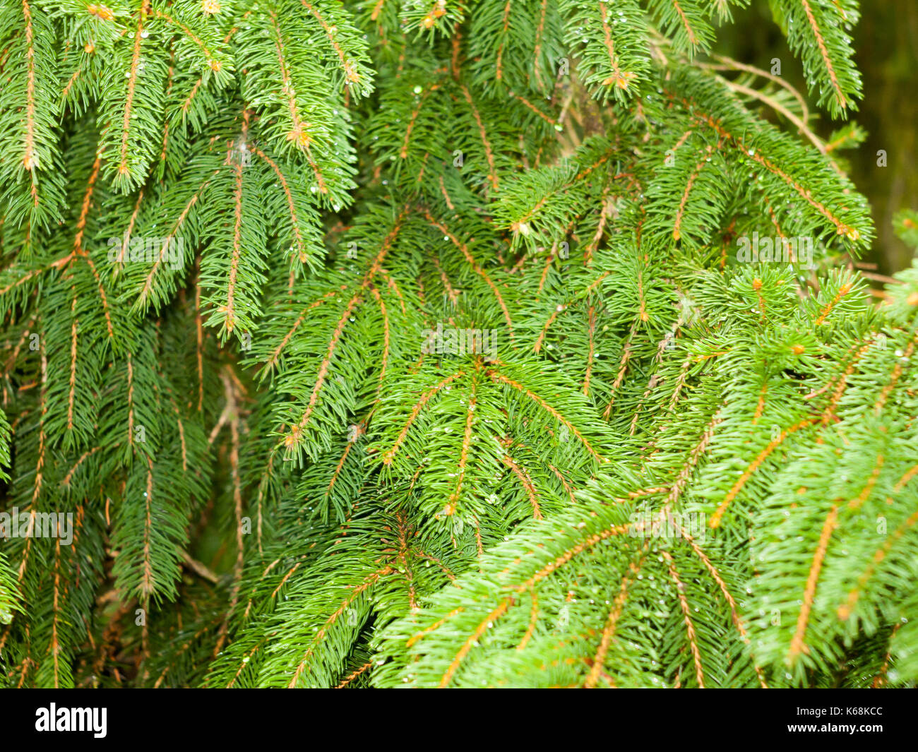 fern conifer background foliage up close texture; England; UK Stock ...