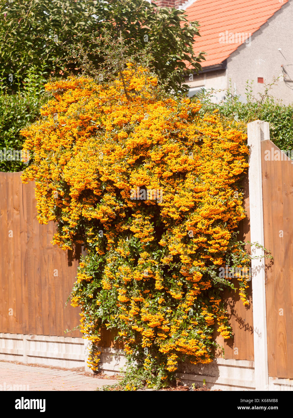Rowan tree small garden uk hi-res stock photography and images - Alamy