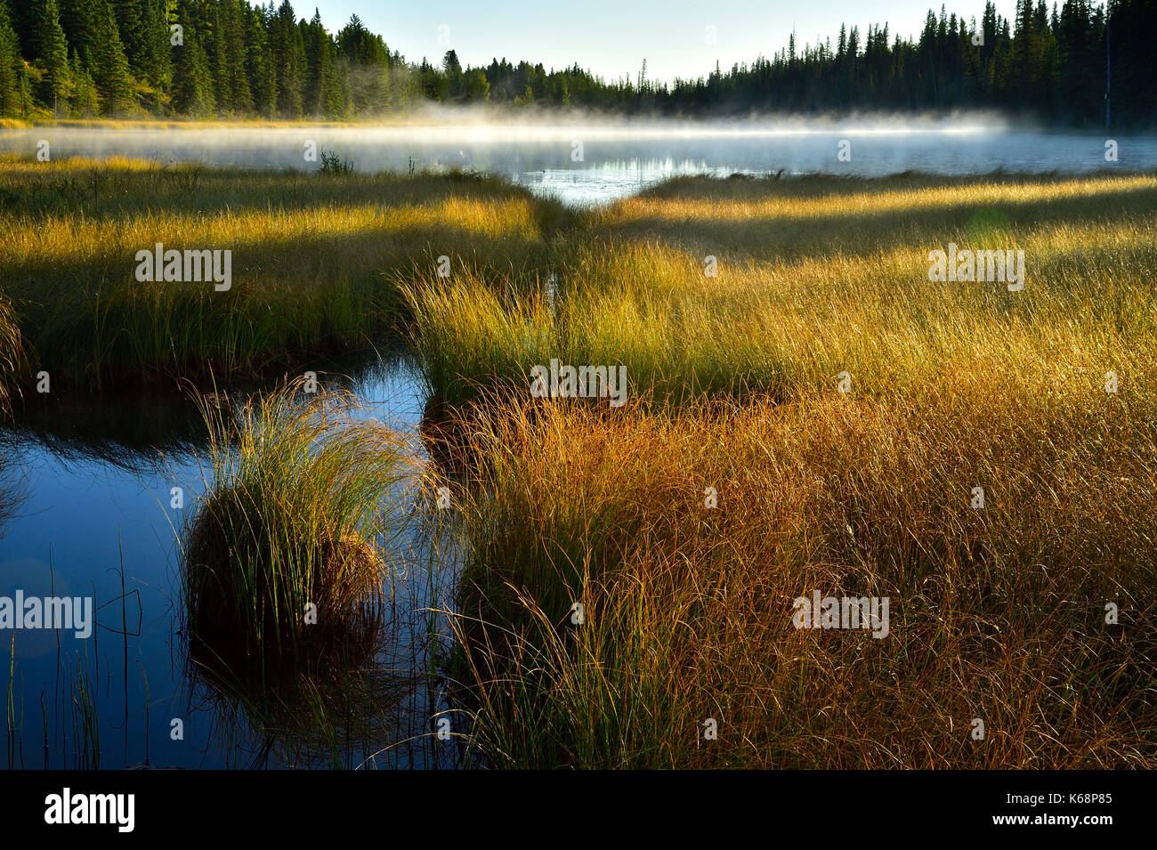 A landscape image of Maxwell lake in Hinton Alberta with mist on the ...