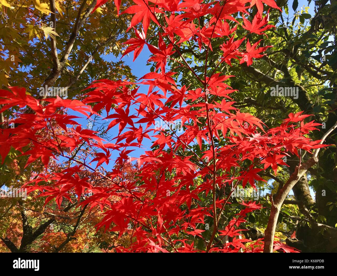 Eikan in kyoto hi-res stock photography and images - Alamy