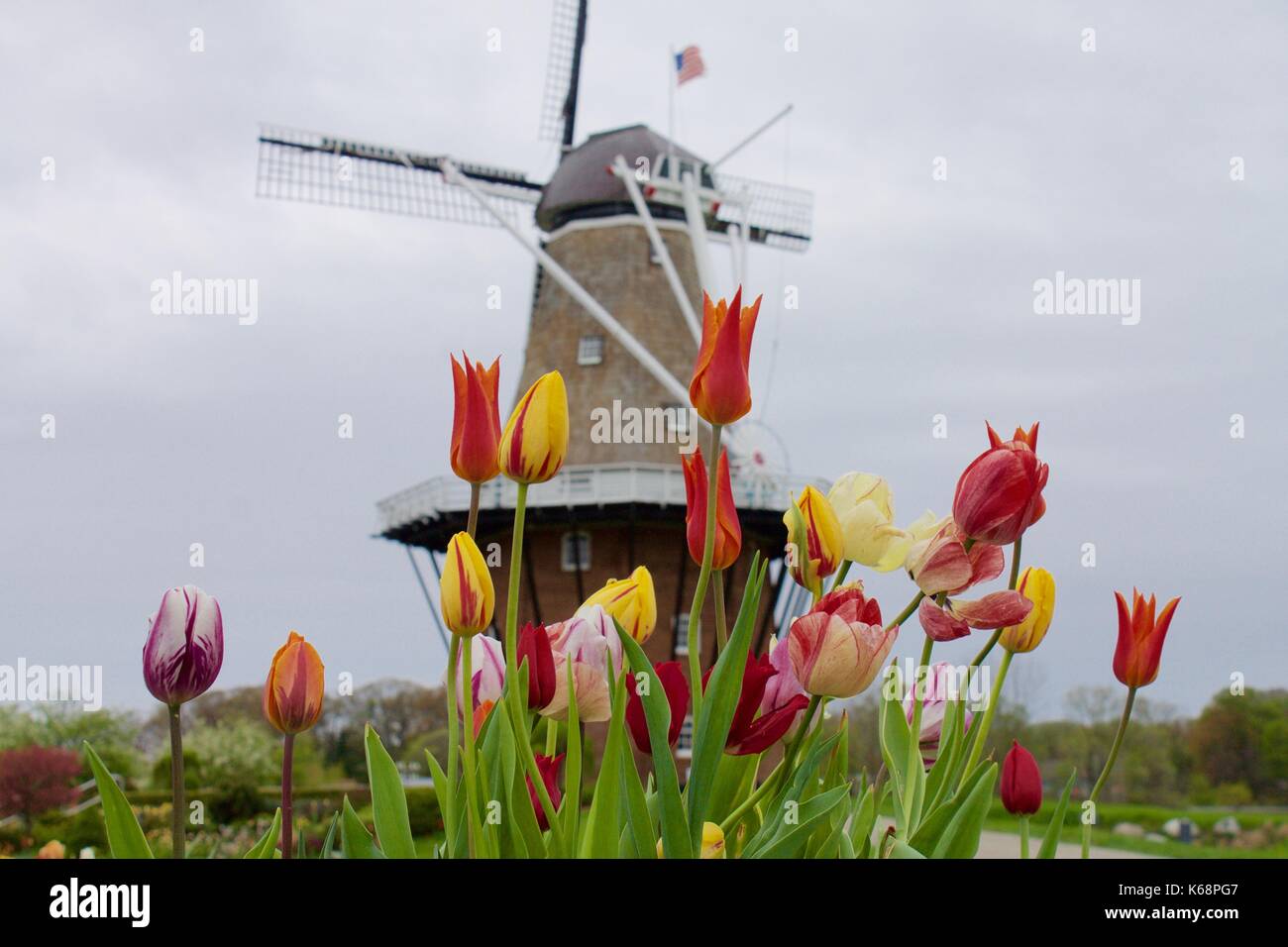 Holland michigan tulip festival windmill hi-res stock photography and ...