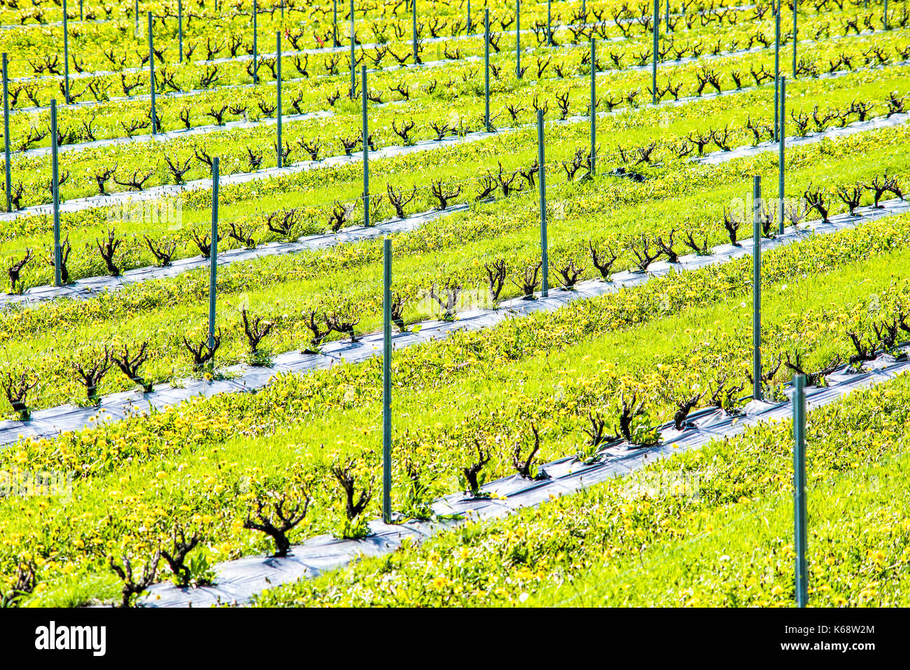 European grapevine with wires hi-res stock photography and images - Alamy