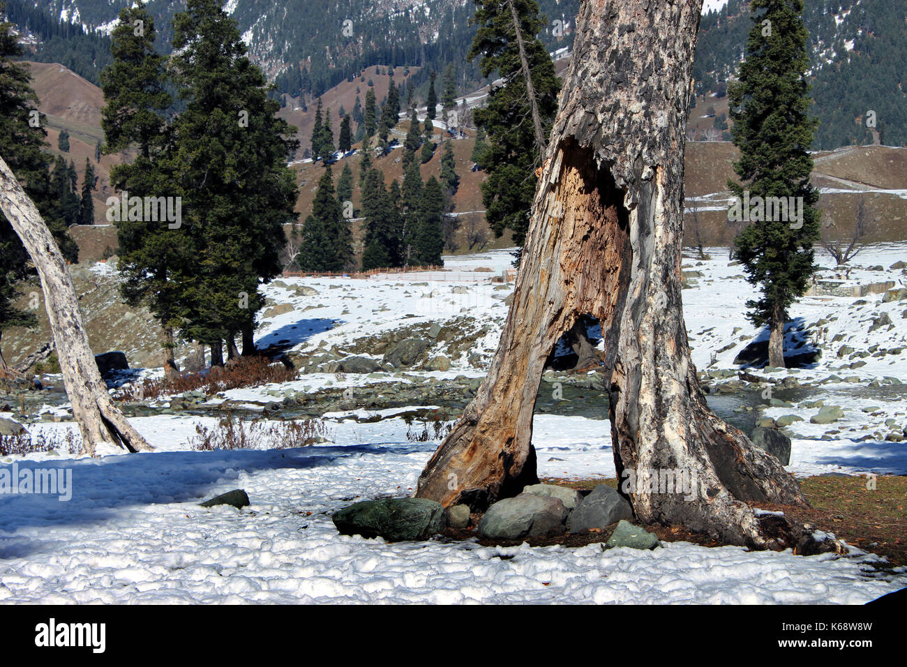 Traveler resting place in the hole of a tree. Hollow Tree. Winter scene ...