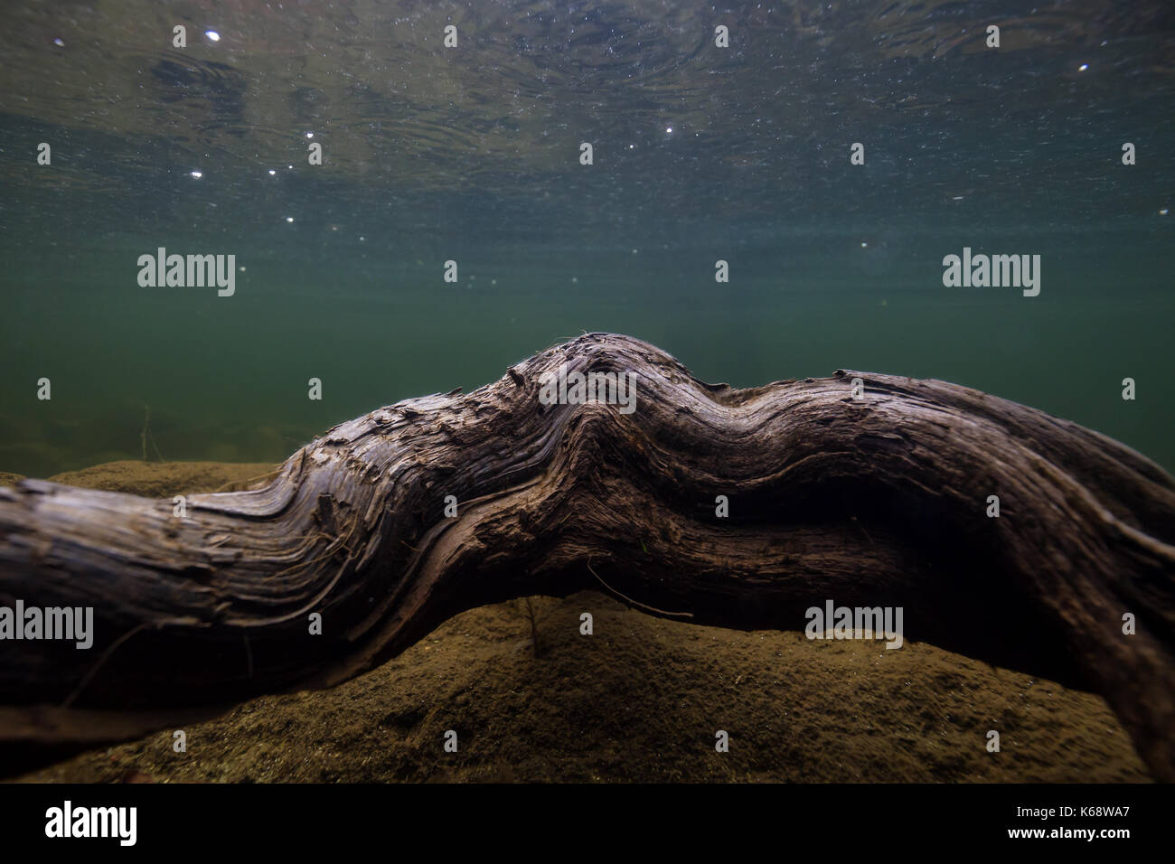 Underwater picture of a tree root below the surface. Taken in Buntzen ...