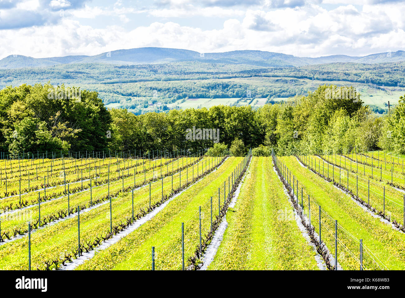 Vine poles hi-res stock photography and images - Alamy
