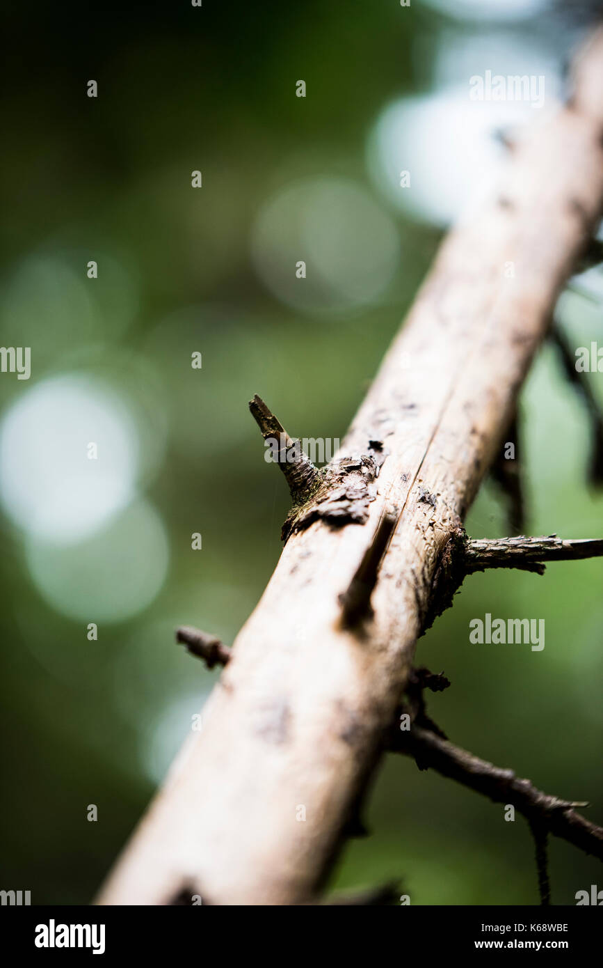 Fallen tree branch, Oxfordshire, uk Stock Photo - Alamy