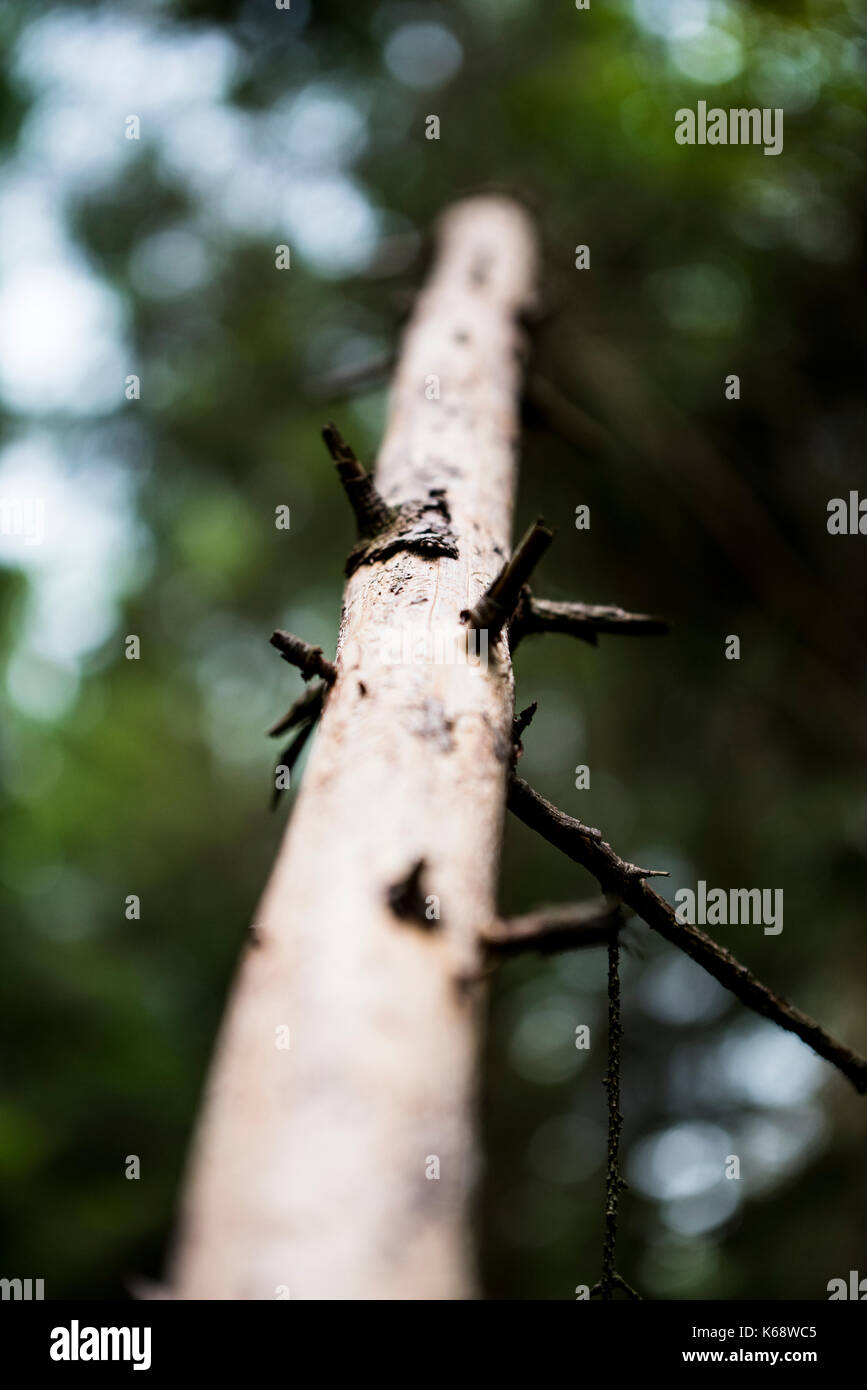 Fallen tree branch, Oxfordshire, uk Stock Photo - Alamy