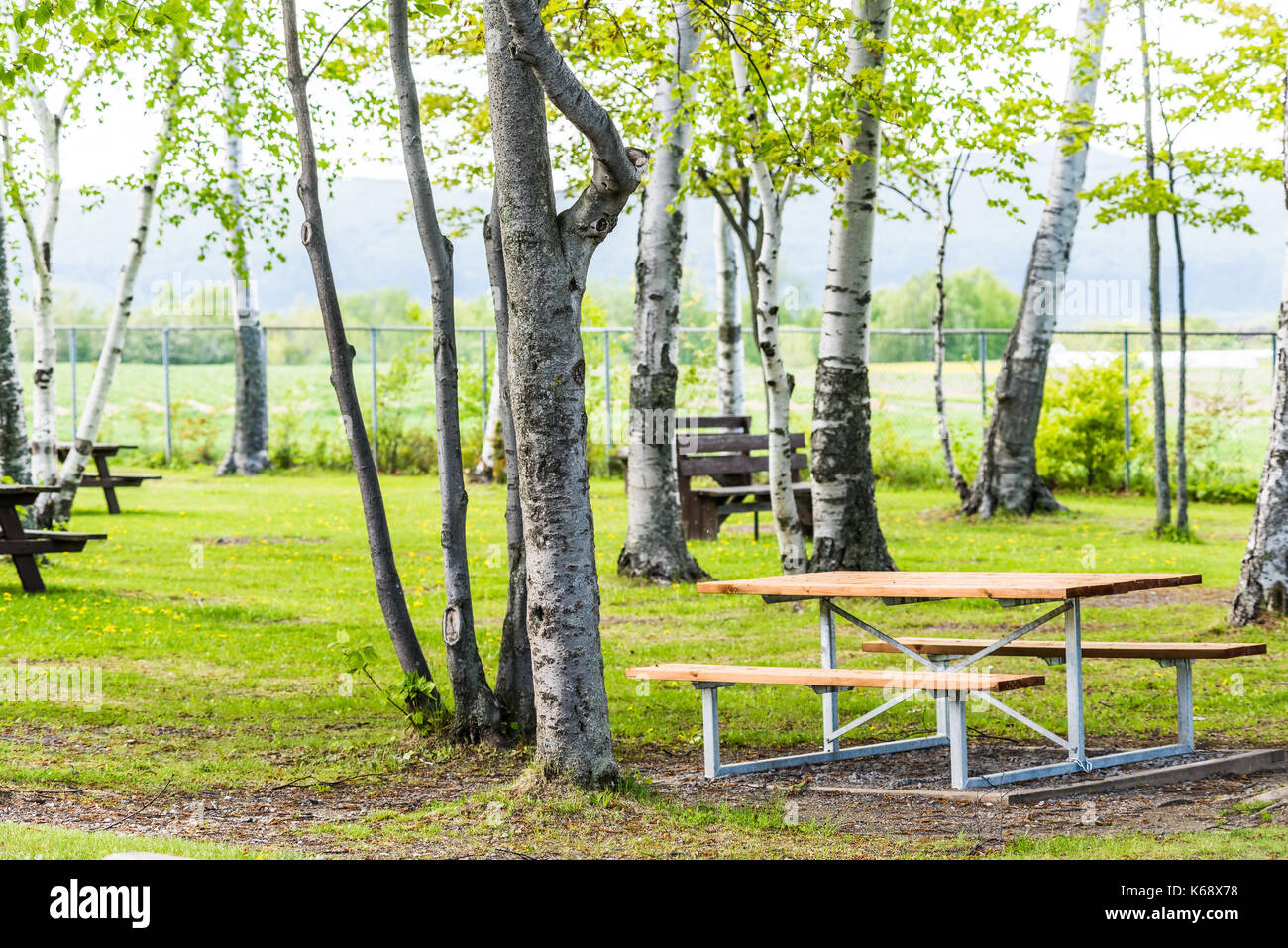 Rest area with picnic tables during summer with green birch trees Stock ...