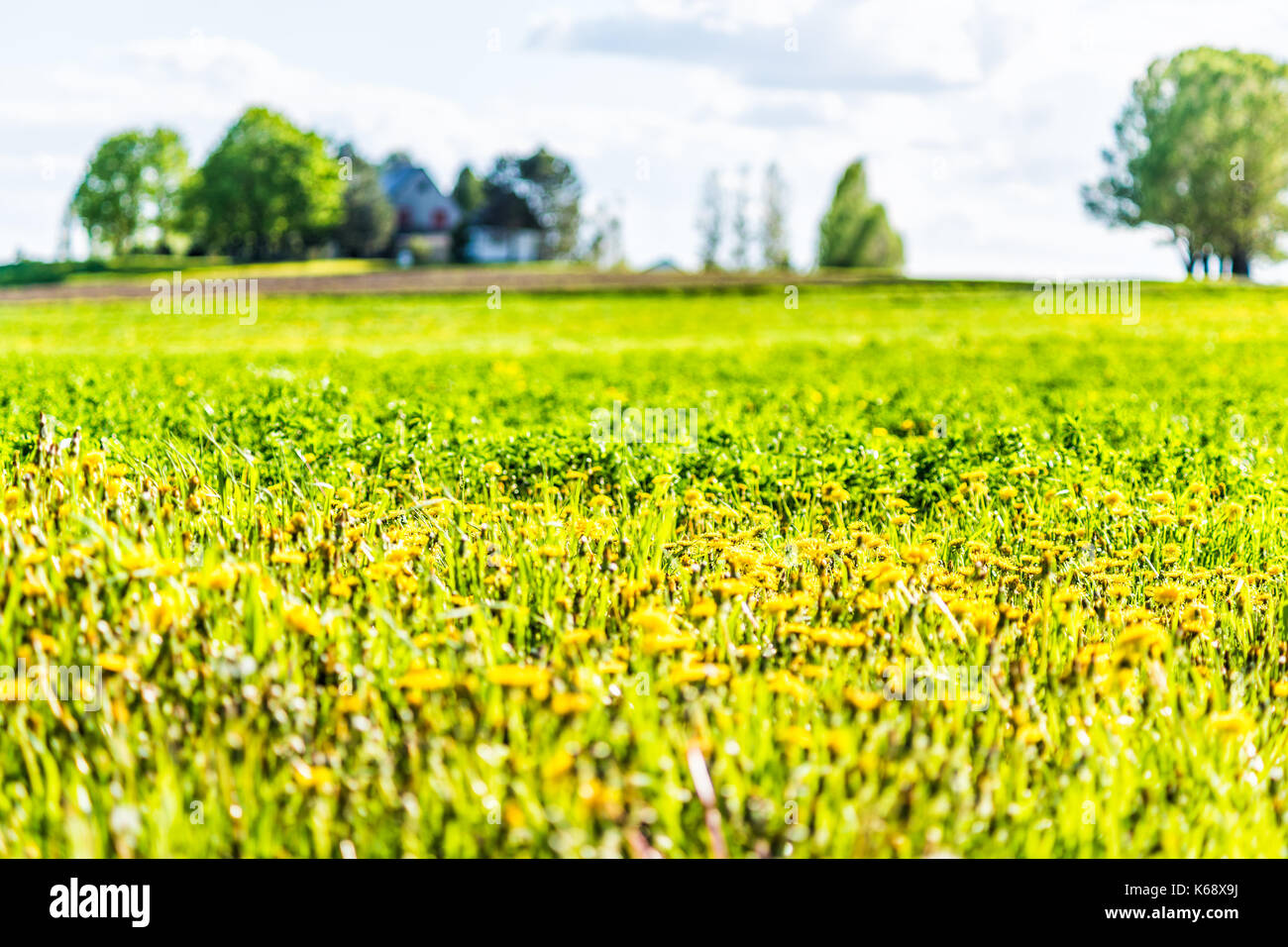 Wildflowers in quebec hi-res stock photography and images - Alamy