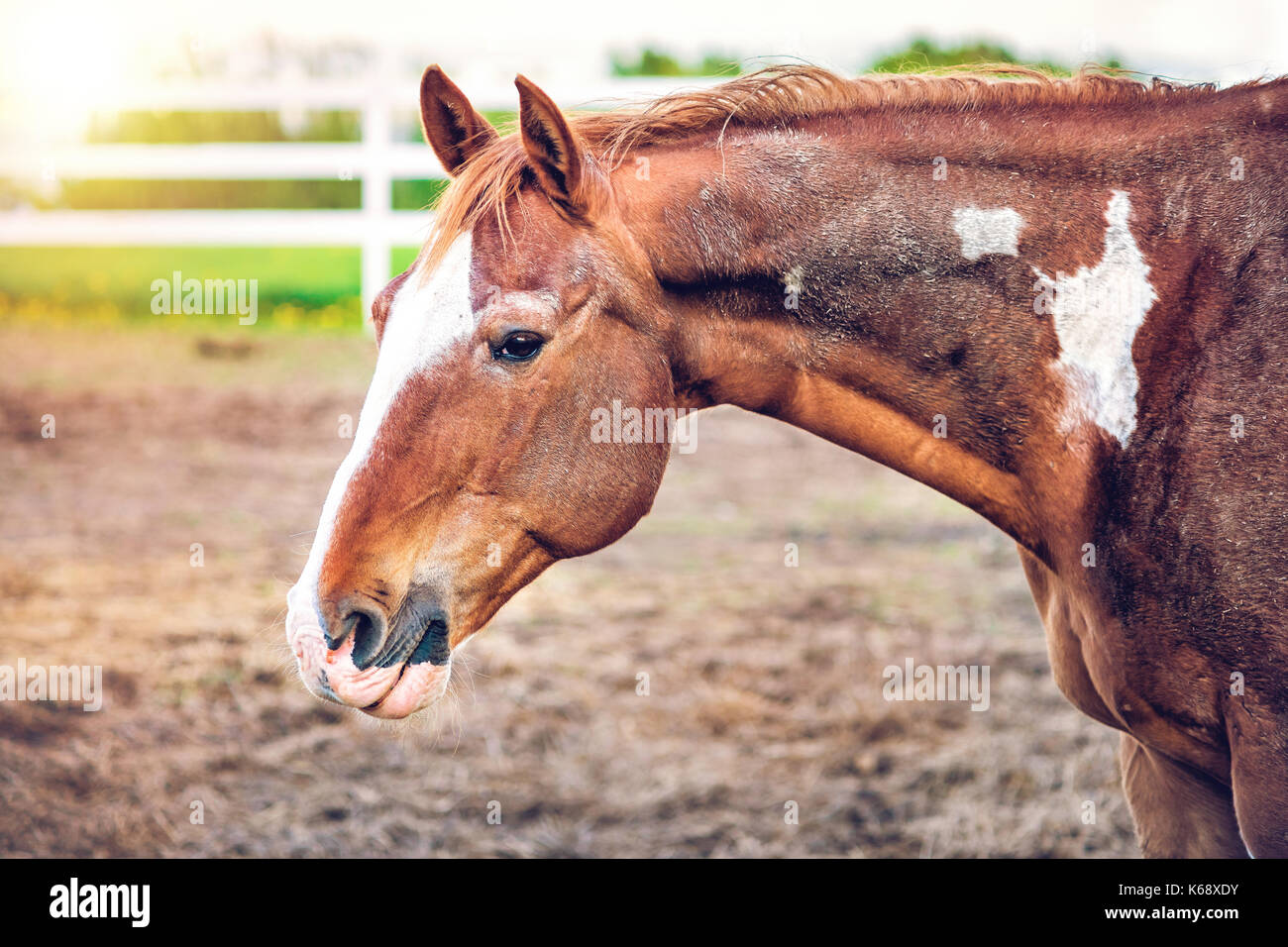 Closeup of brown tan horse by white wooden fence in farm dirt field ...