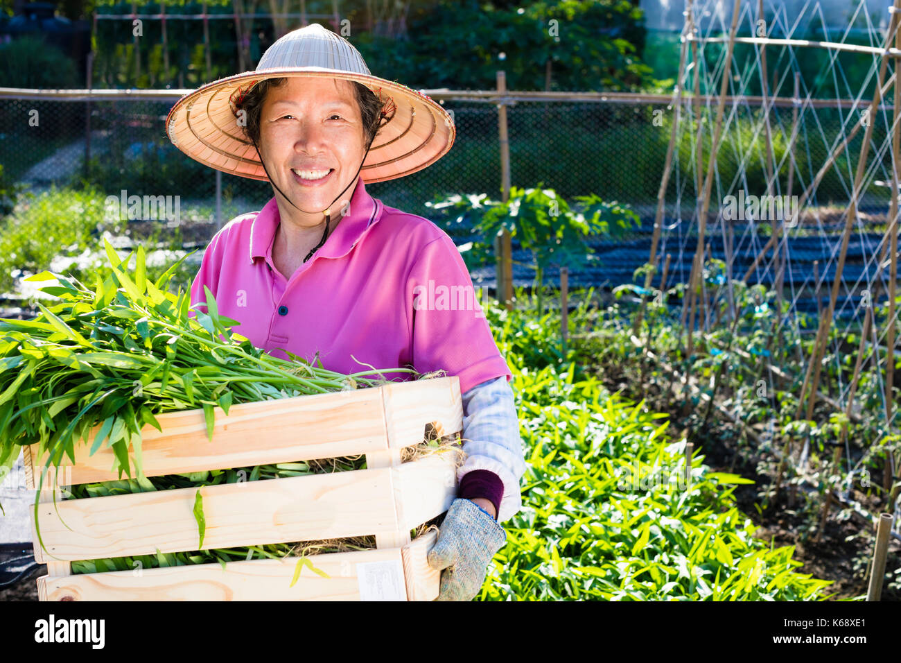 happy senior farmer working in vegetable farm Stock Photo - Alamy