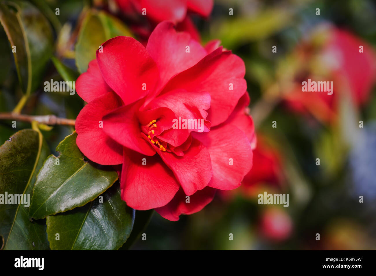 Red Camellia Flower Stock Photos & Red Camellia Flower Stock Images - Alamy