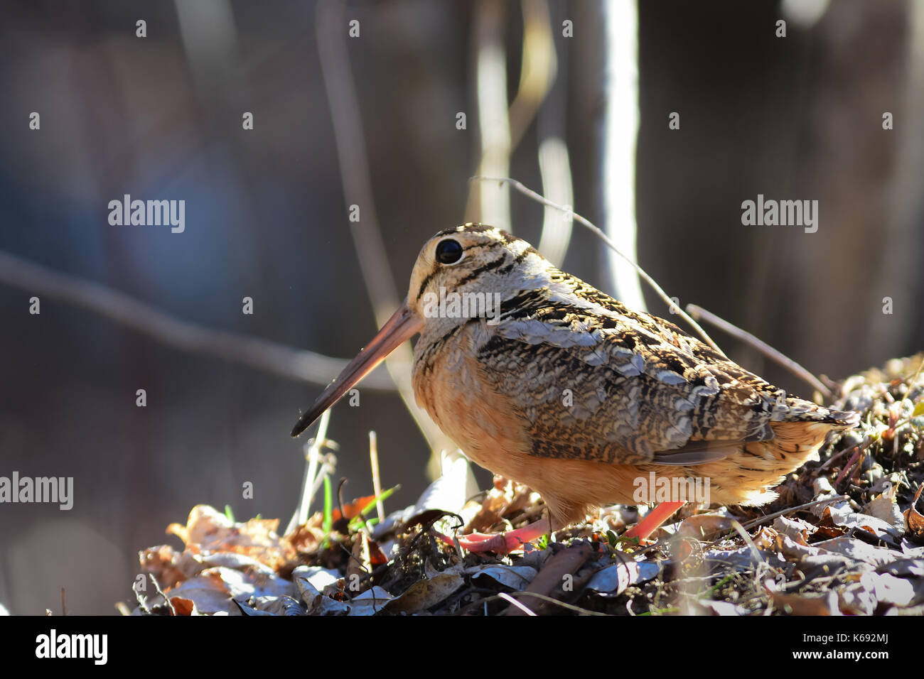 American woodcock (Scolopax minor) standing on the forest floor in the ...