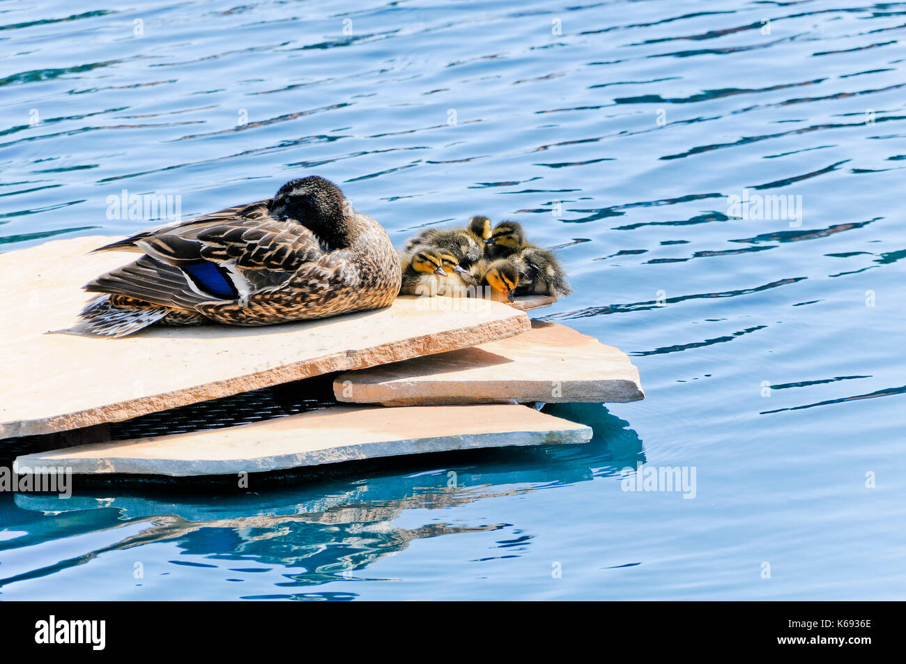 Resting with ducklings hi-res stock photography and images - Alamy