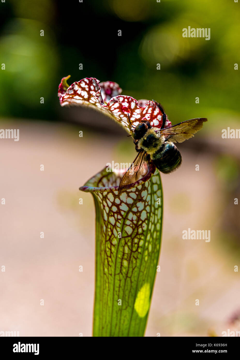 Pollinator of native plants hi-res stock photography and images - Alamy