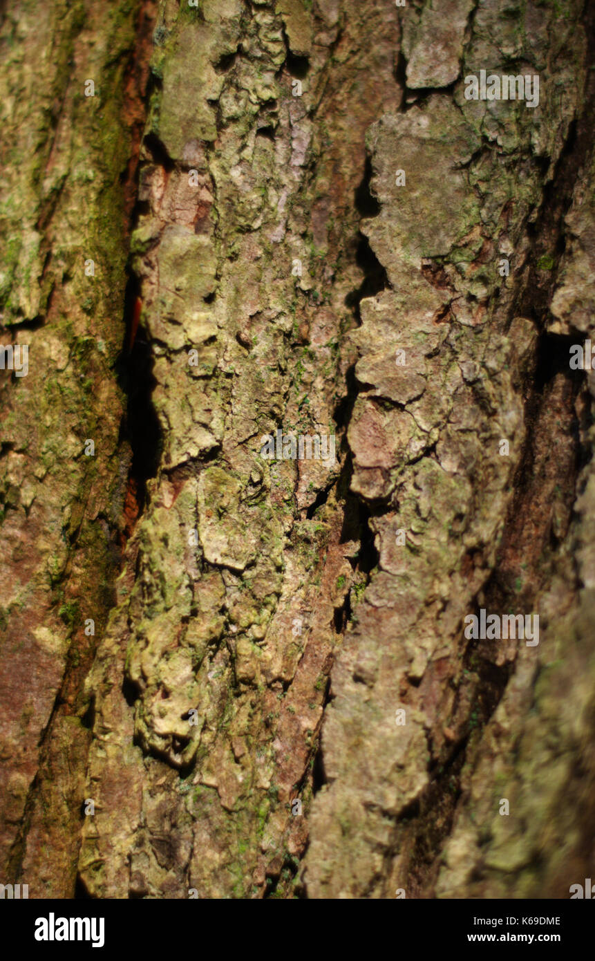 Maple wood texture hi-res stock photography and images - Alamy