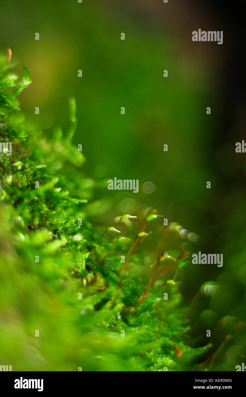 Micro biotope hi-res stock photography and images - Alamy