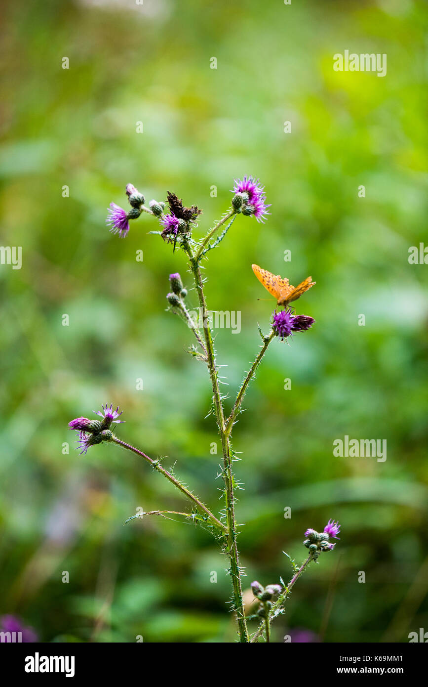 Wet meadowland hi-res stock photography and images - Alamy