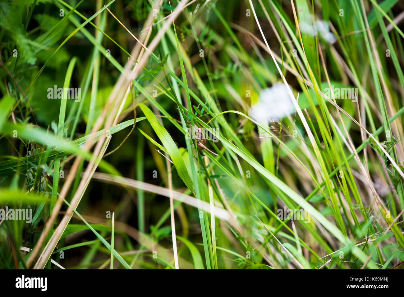 Hidden grasshopper in wild meadow. UK nature background. Oxfordshire ...