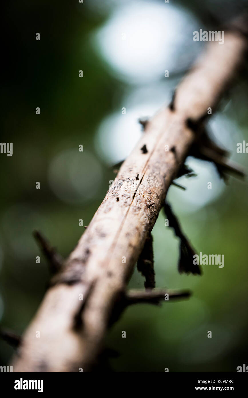 Dead tree branch in wild forest environment, UK Stock Photo - Alamy