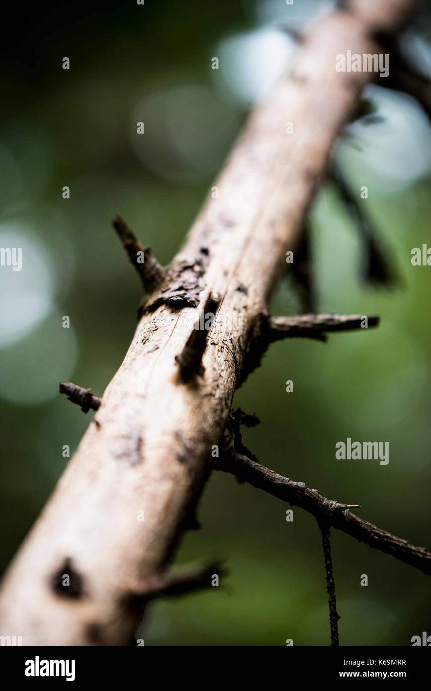 Dead tree branch in wild forest environment, UK Stock Photo - Alamy