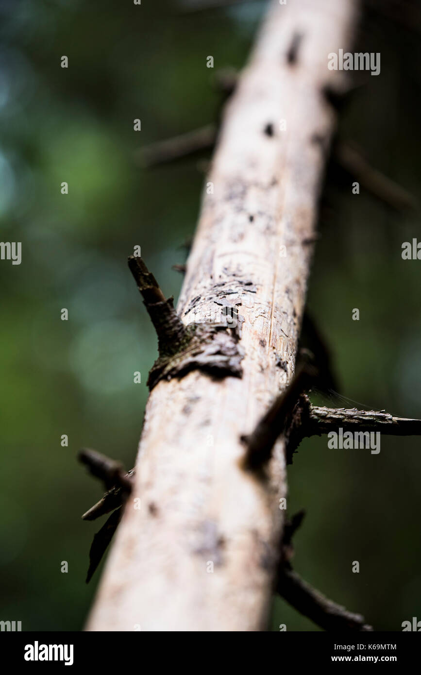Dead tree branch in wild forest environment, UK Stock Photo - Alamy