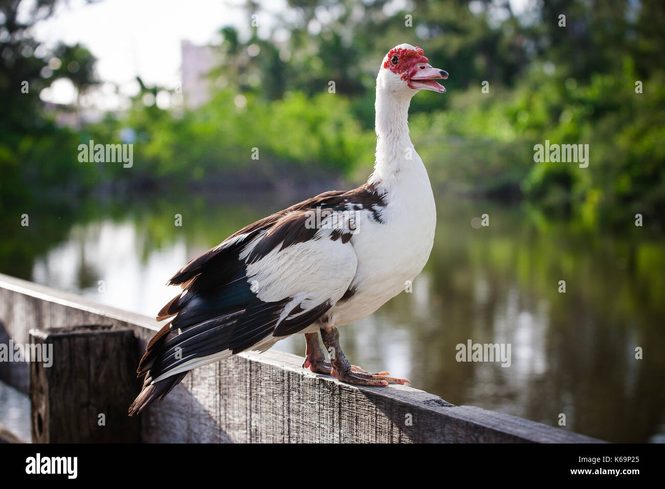 Old muscovy duck hi-res stock photography and images - Alamy