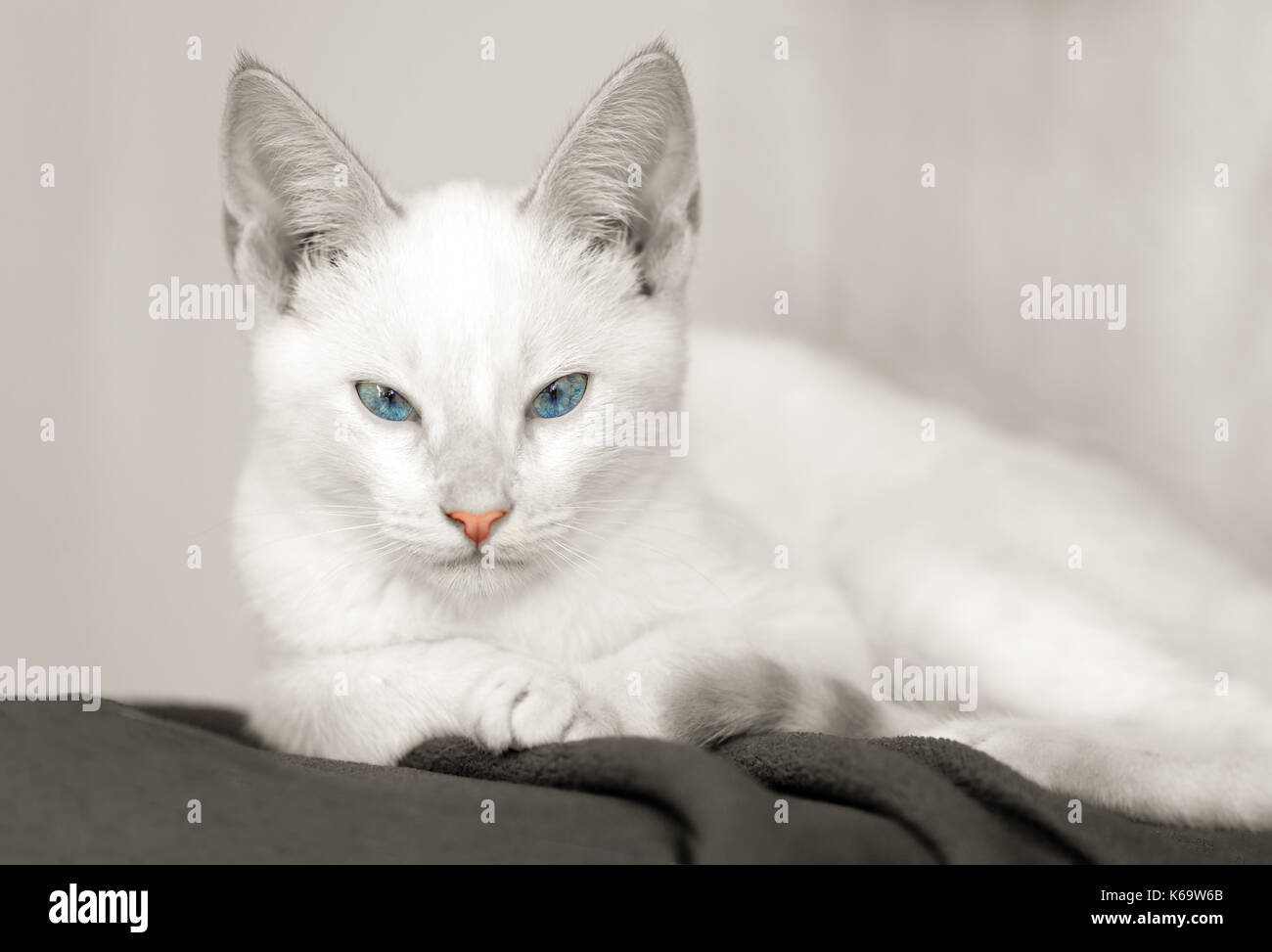 Straight Looking Cat High Resolution Stock Photography and Images - Alamy