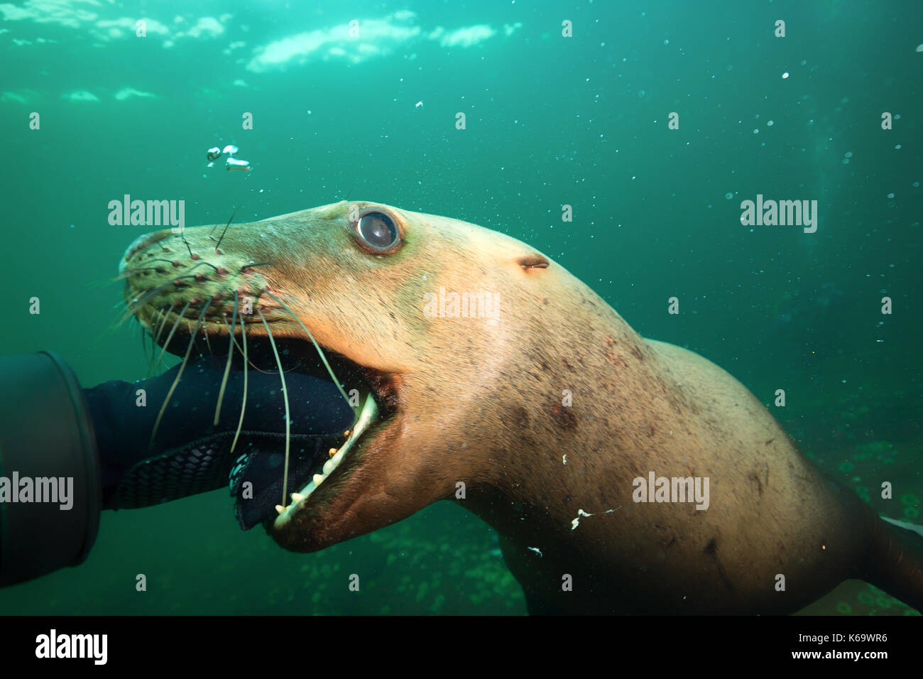 Young Sea Lion playfully biting a Scuba Divers Hand underwater. Picture ...
