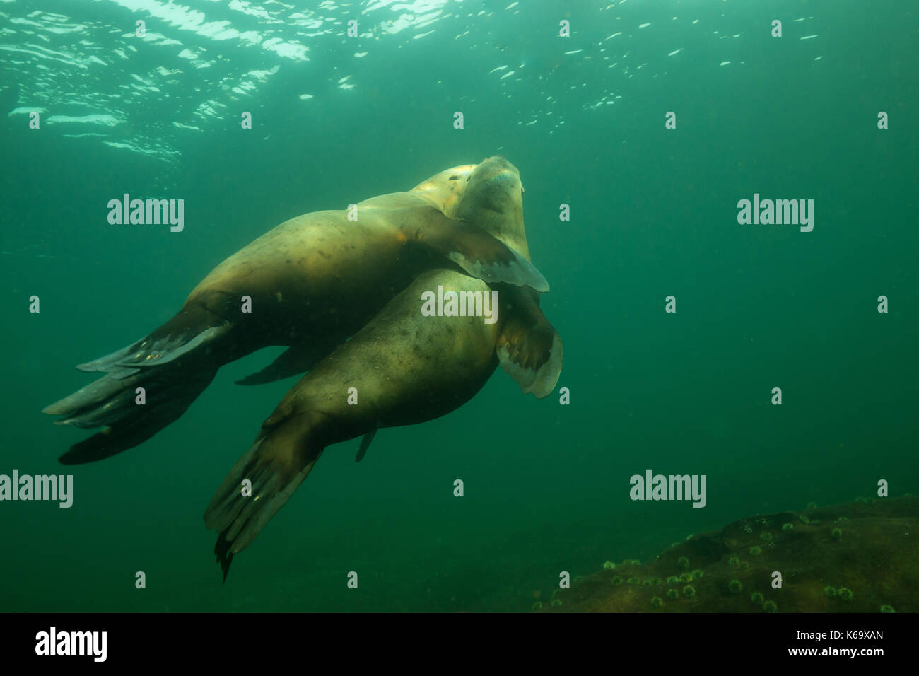 Lions hugging hi-res stock photography and images - Alamy