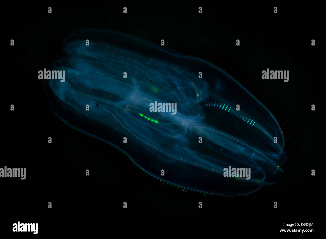 Macro Picture of Sealife in Pacific Northwest Ocean. Picture taken in ...