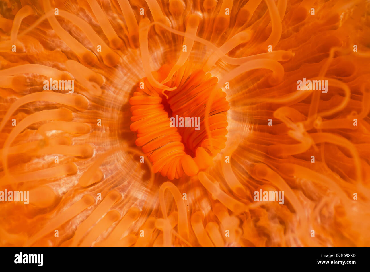 Macro Picture of Orange Plumose Anemone in Pacific Northwest Ocean ...