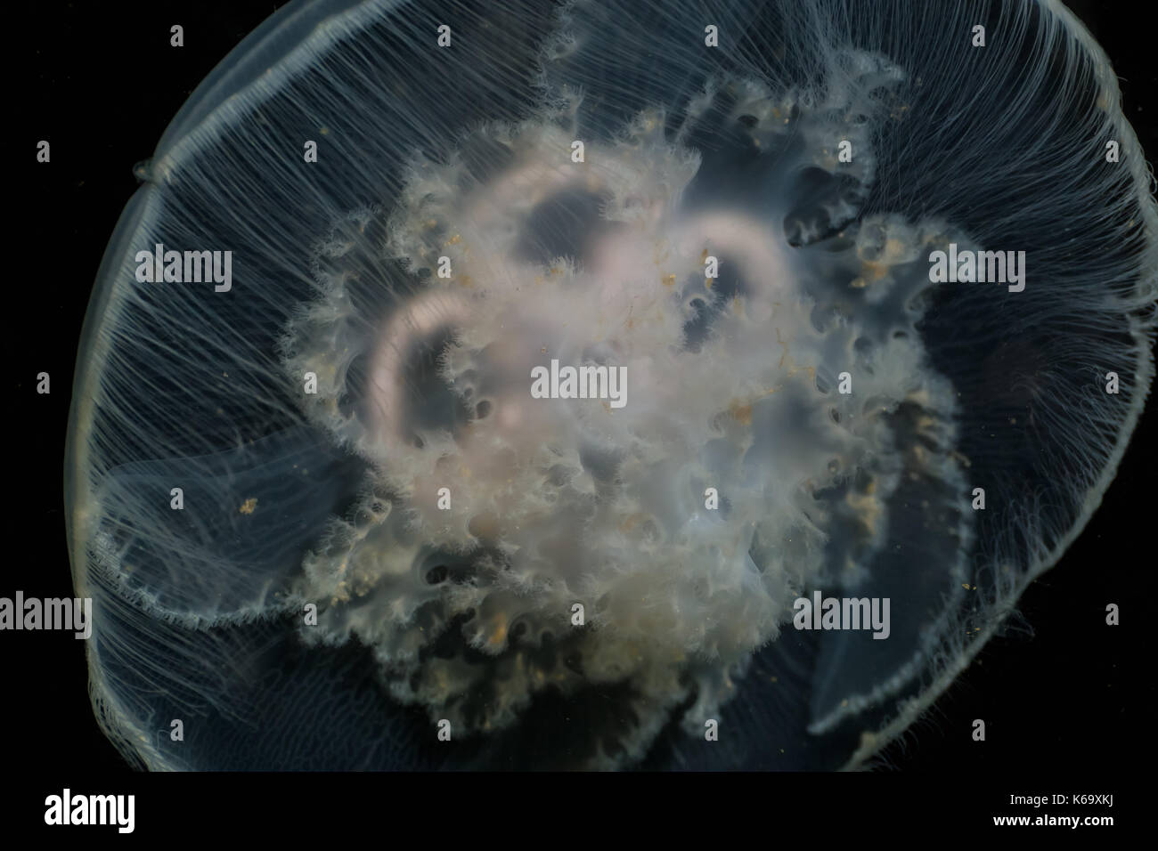 Underwater macro picture of a Jelly Fish. Taken in Tuwanek, Sunshine ...