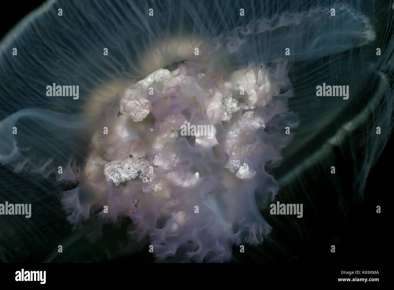 Underwater macro picture of a Jelly Fish. Taken in Tuwanek, Sunshine ...