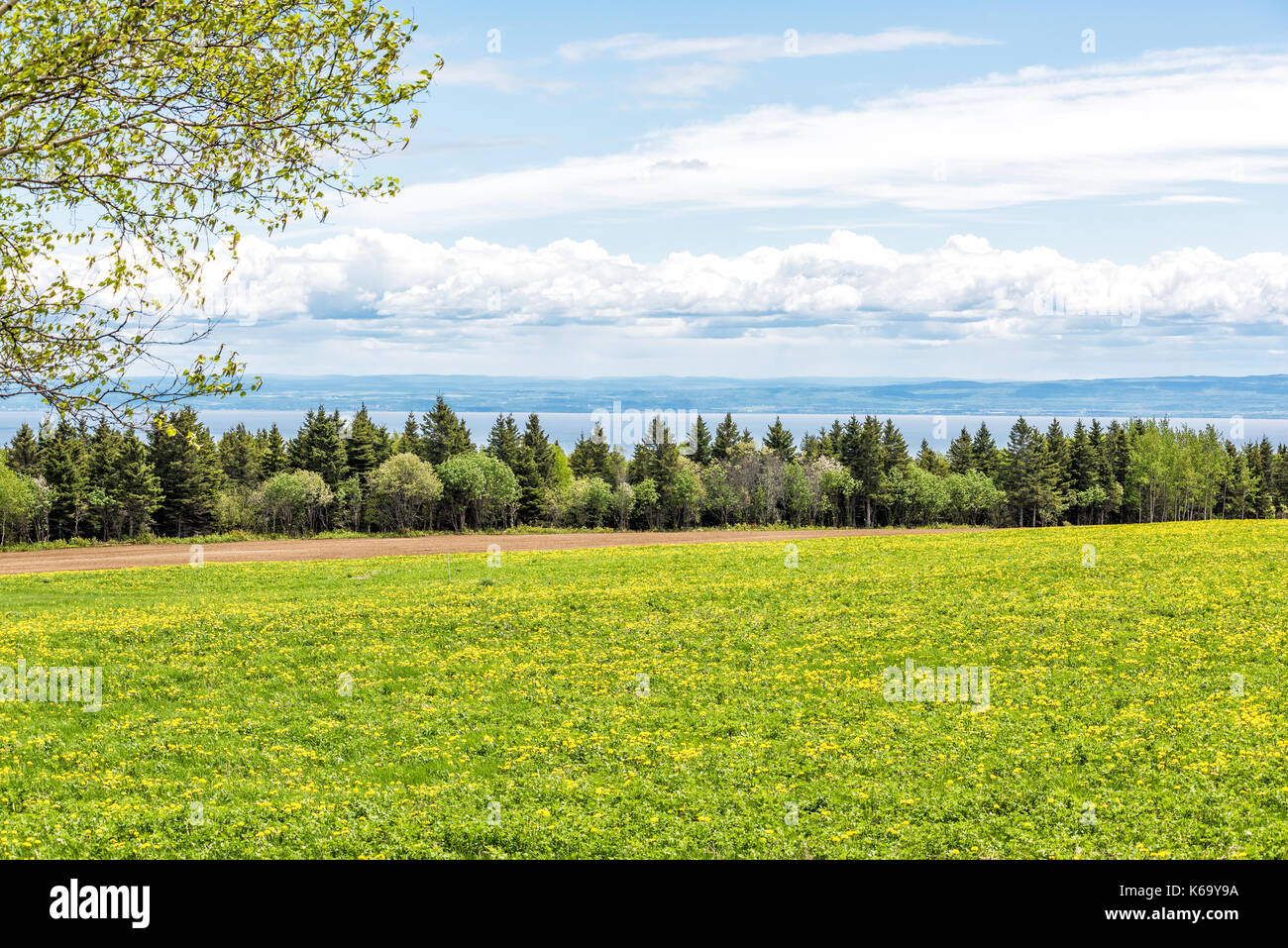 Farm field of yellow dandelion flowers in Quebec, Canada Charlevoix ...