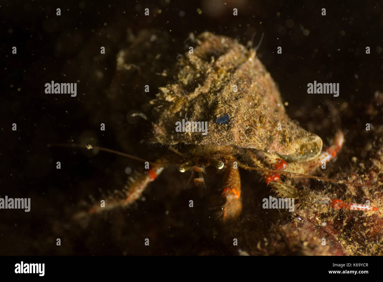Macro Picture of a small crab inside a shell looking out in Pacific ...
