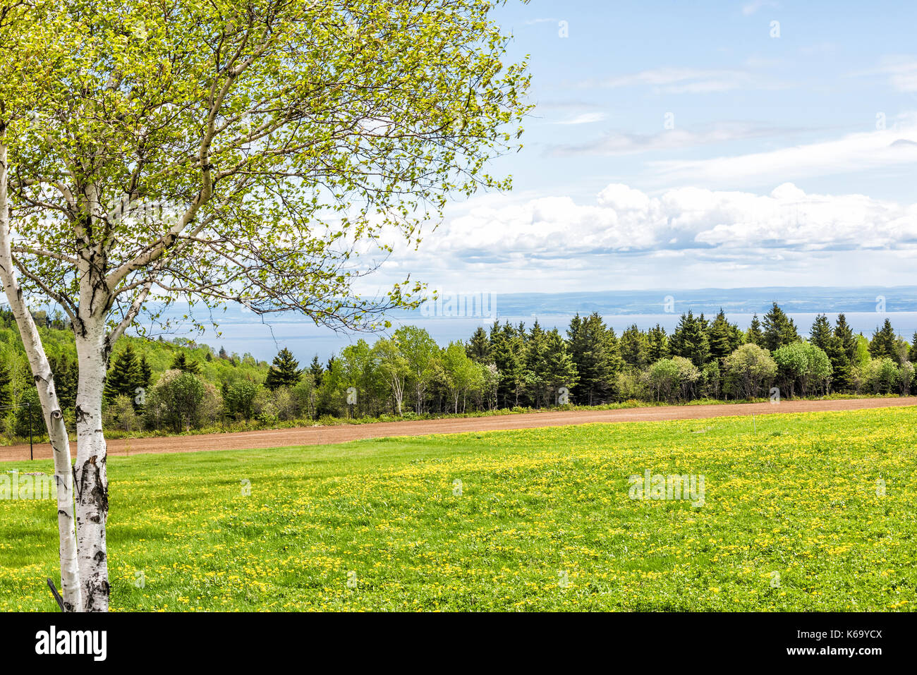 Birch tree flowers hi-res stock photography and images - Alamy