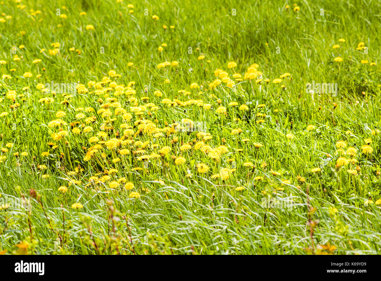 Group of many yellow dandelion flowers in green grass farm field in ...