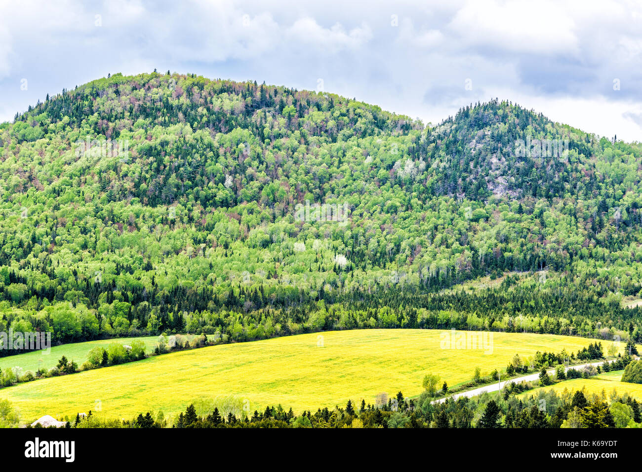 Wildflowers in quebec hi-res stock photography and images - Alamy