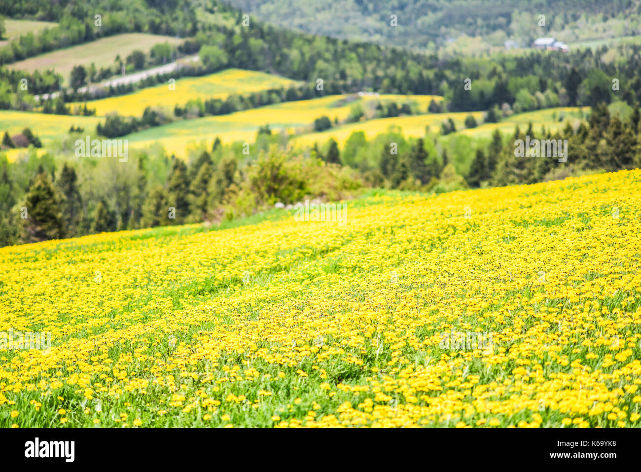 Wildflowers in quebec hi-res stock photography and images - Alamy
