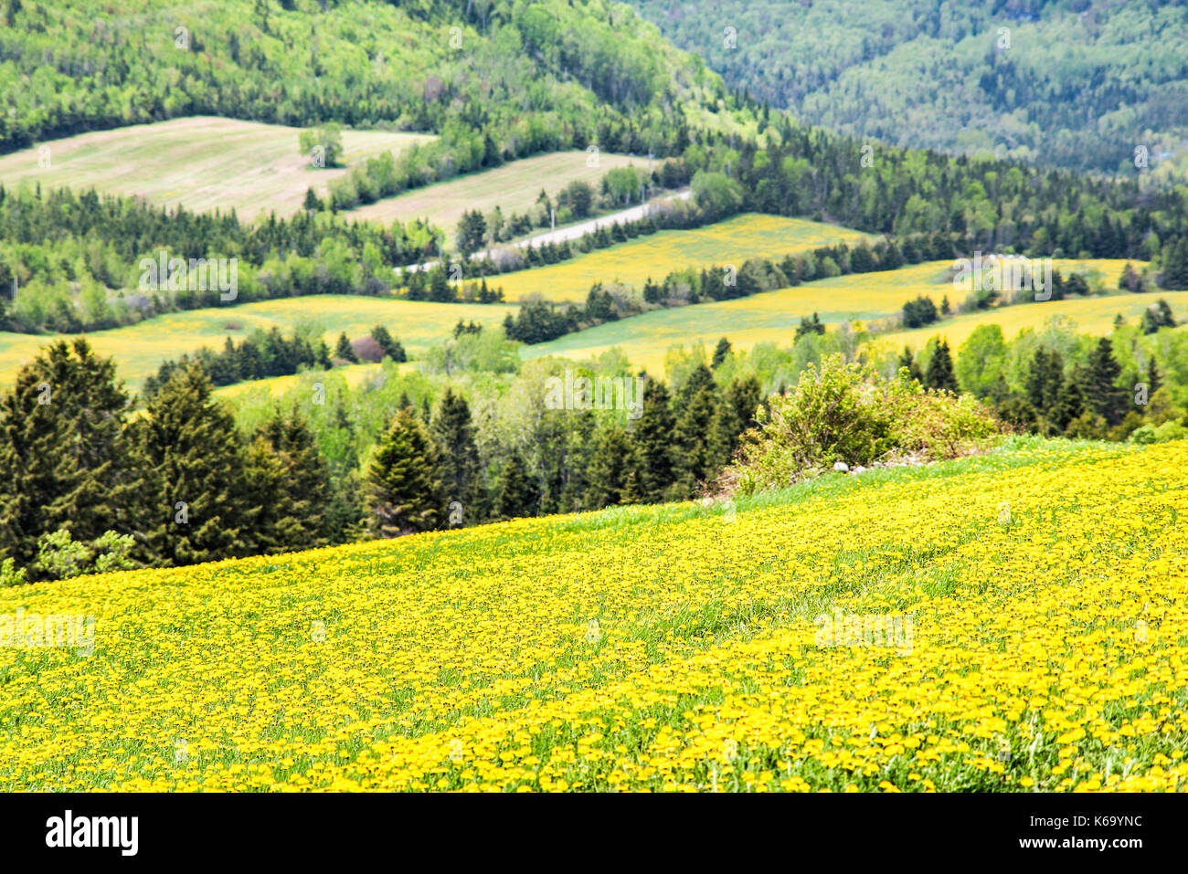 Wildflowers In Quebec Stock Photos & Wildflowers In Quebec Stock Images ...