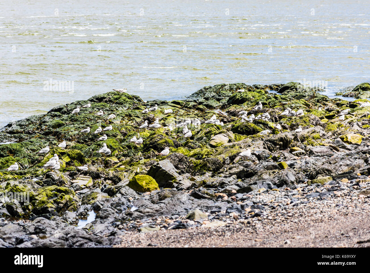 Rocky beachshore on Saint Lawrence river in Saint-Irenee, Quebec ...