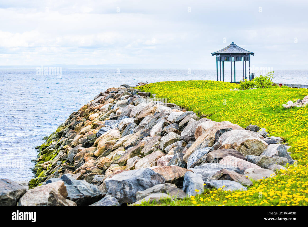 Field of yellow dandelion flowers, grass field by Saint Lawrence river ...