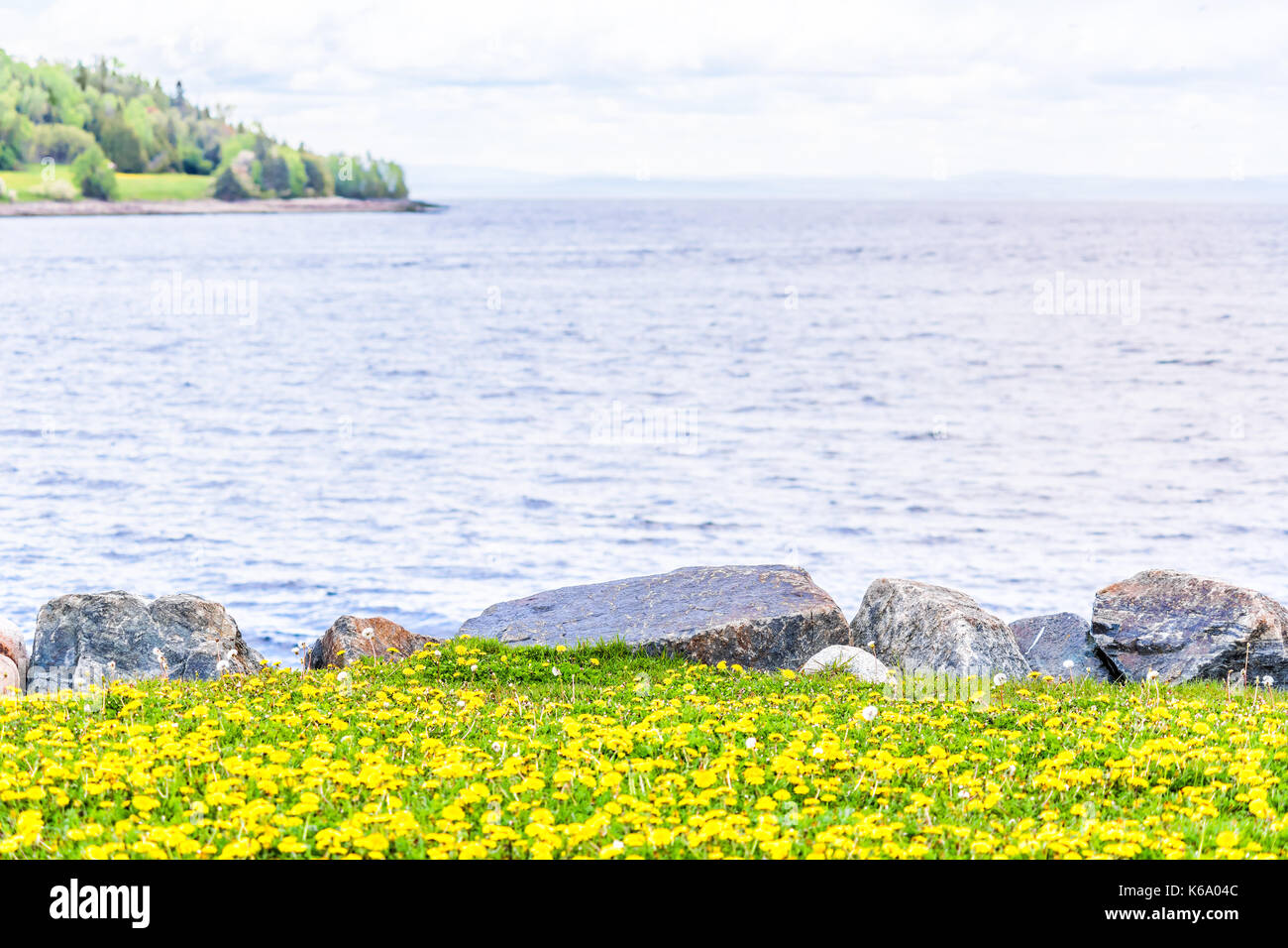 Field of yellow dandelion flowers, green grass by Saint Lawrence river ...
