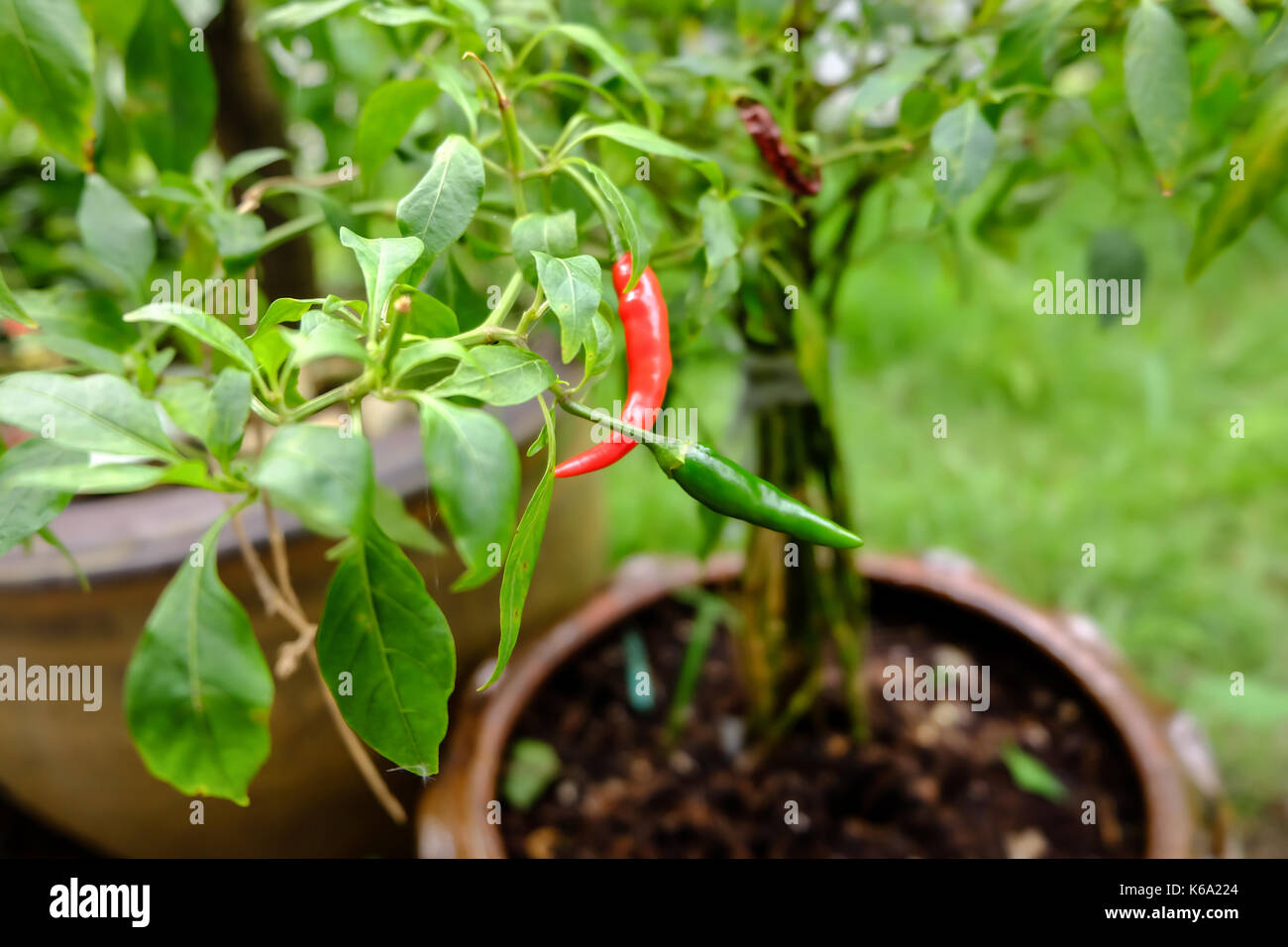 Chili in garden organic, Red, very hot and spicy chilli peppers on an ...